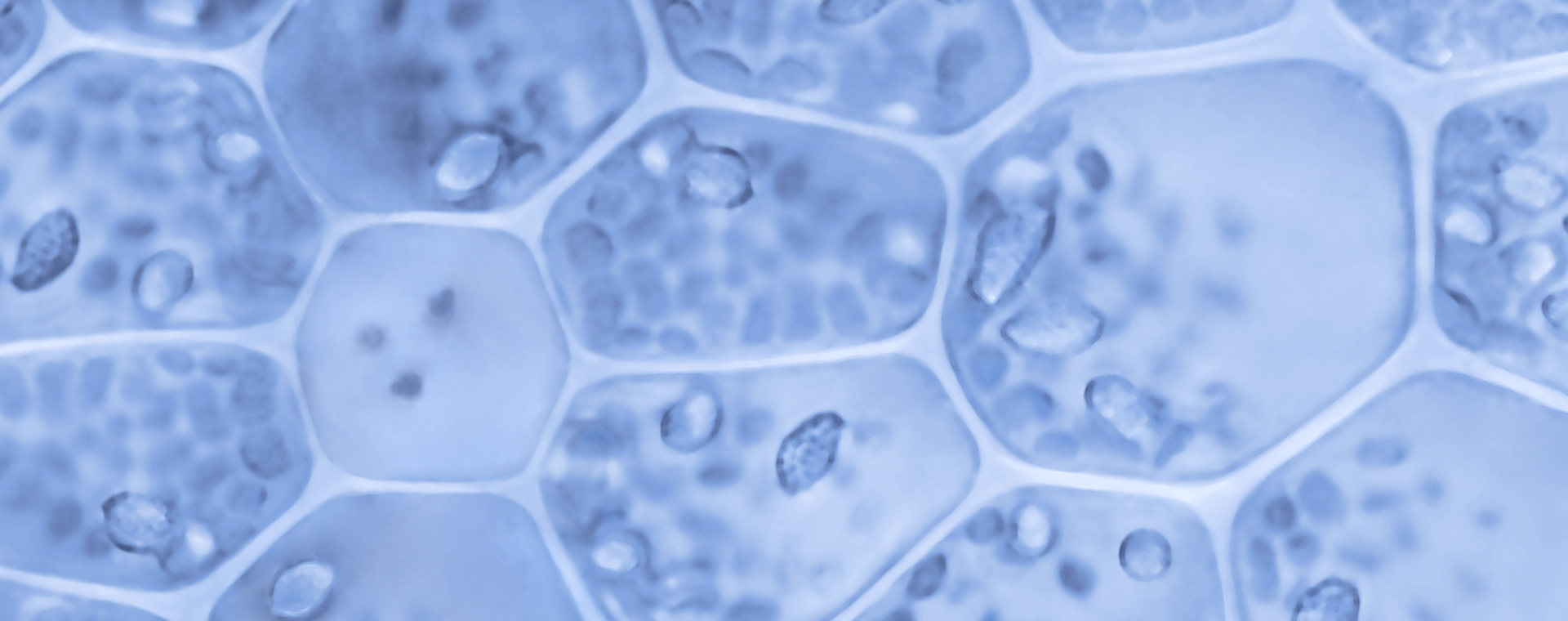 CODAN Companies | The decisive connection