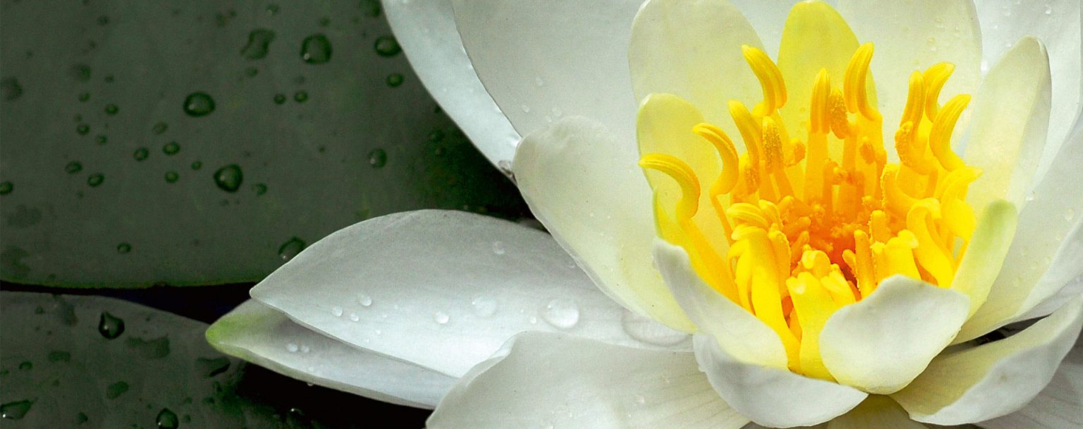 CODAN Companies | The decisive connection