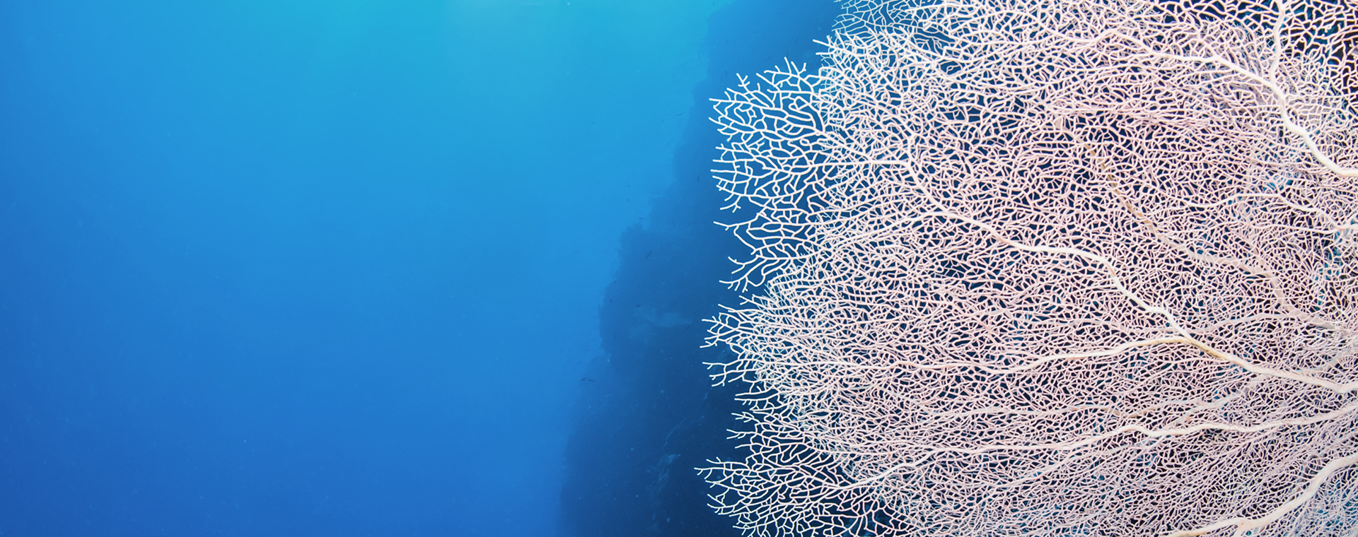 CODAN Companies I Die entscheidende Verbindung