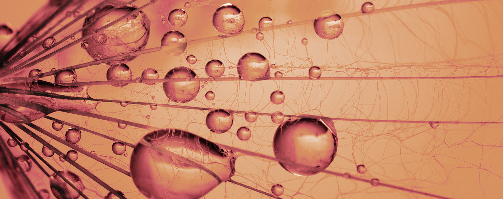 CODAN Companies | The decisive connection