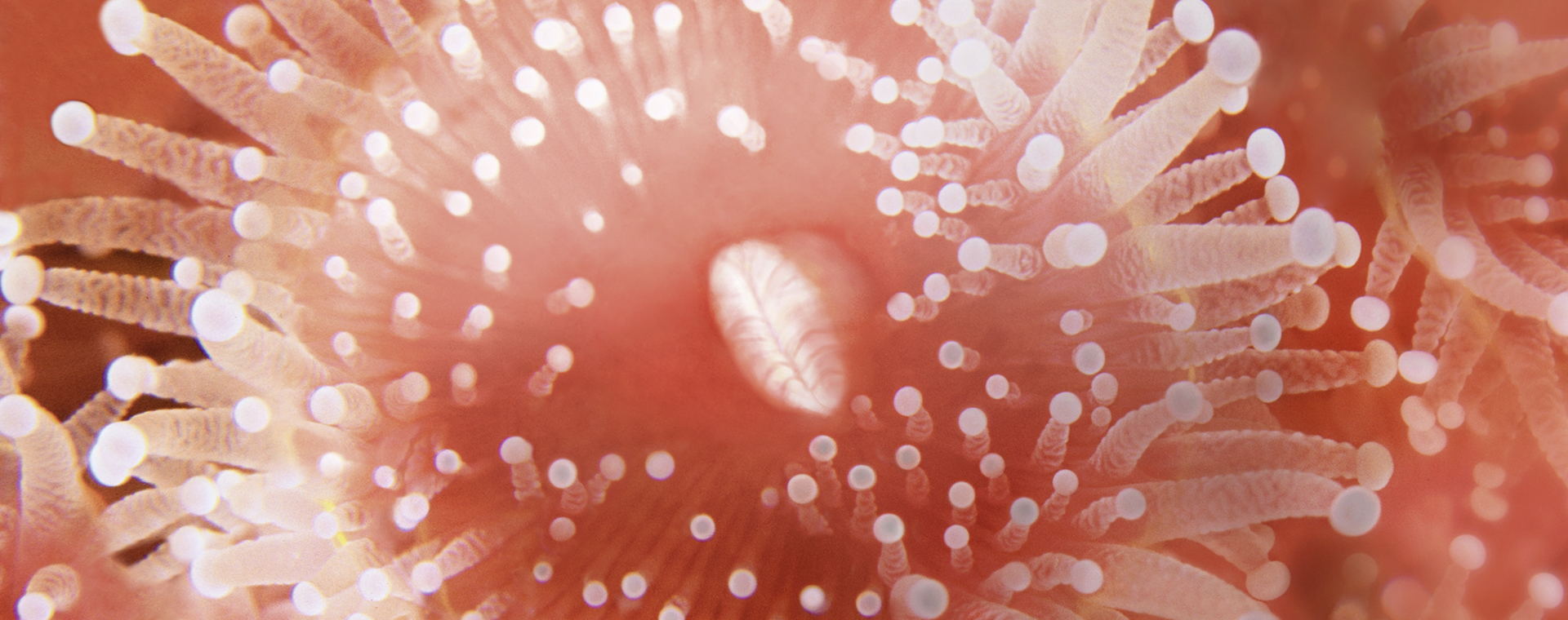 CODAN Companies | The decisive connection