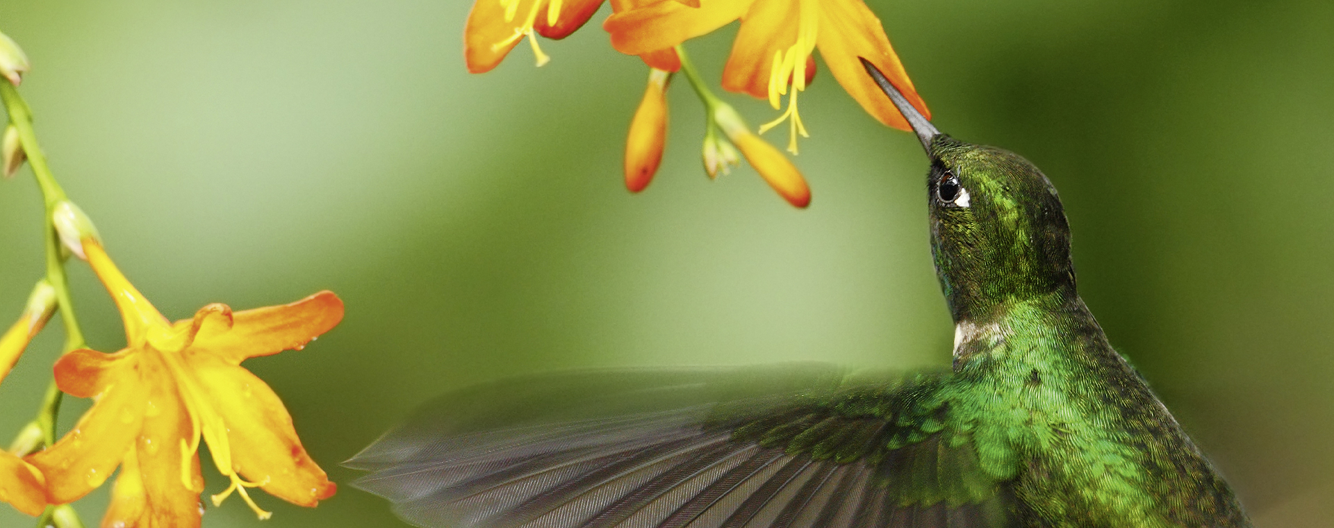 CODAN Companies | The decisive connection